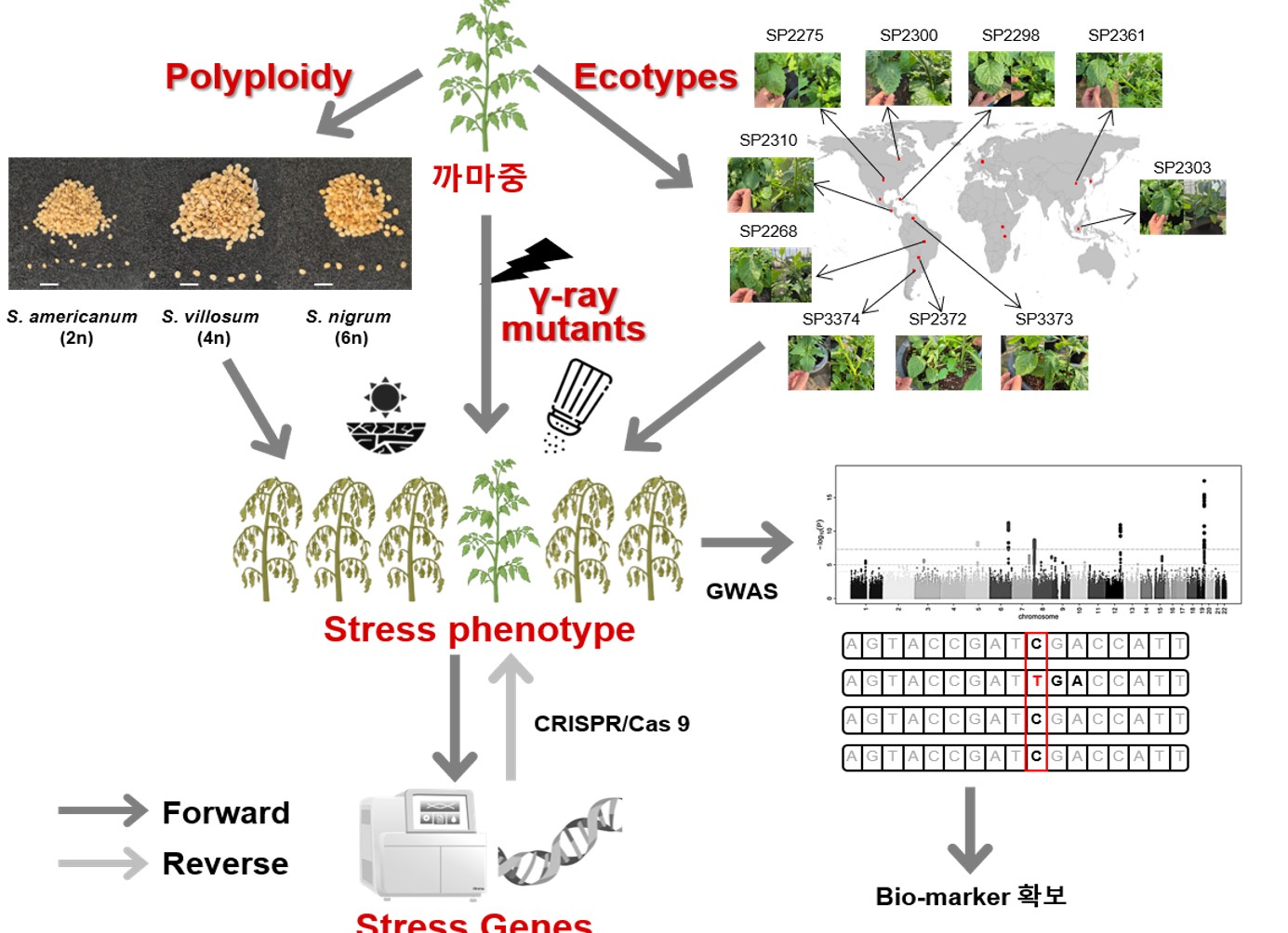 research_nightshade – Plant Stress Labs